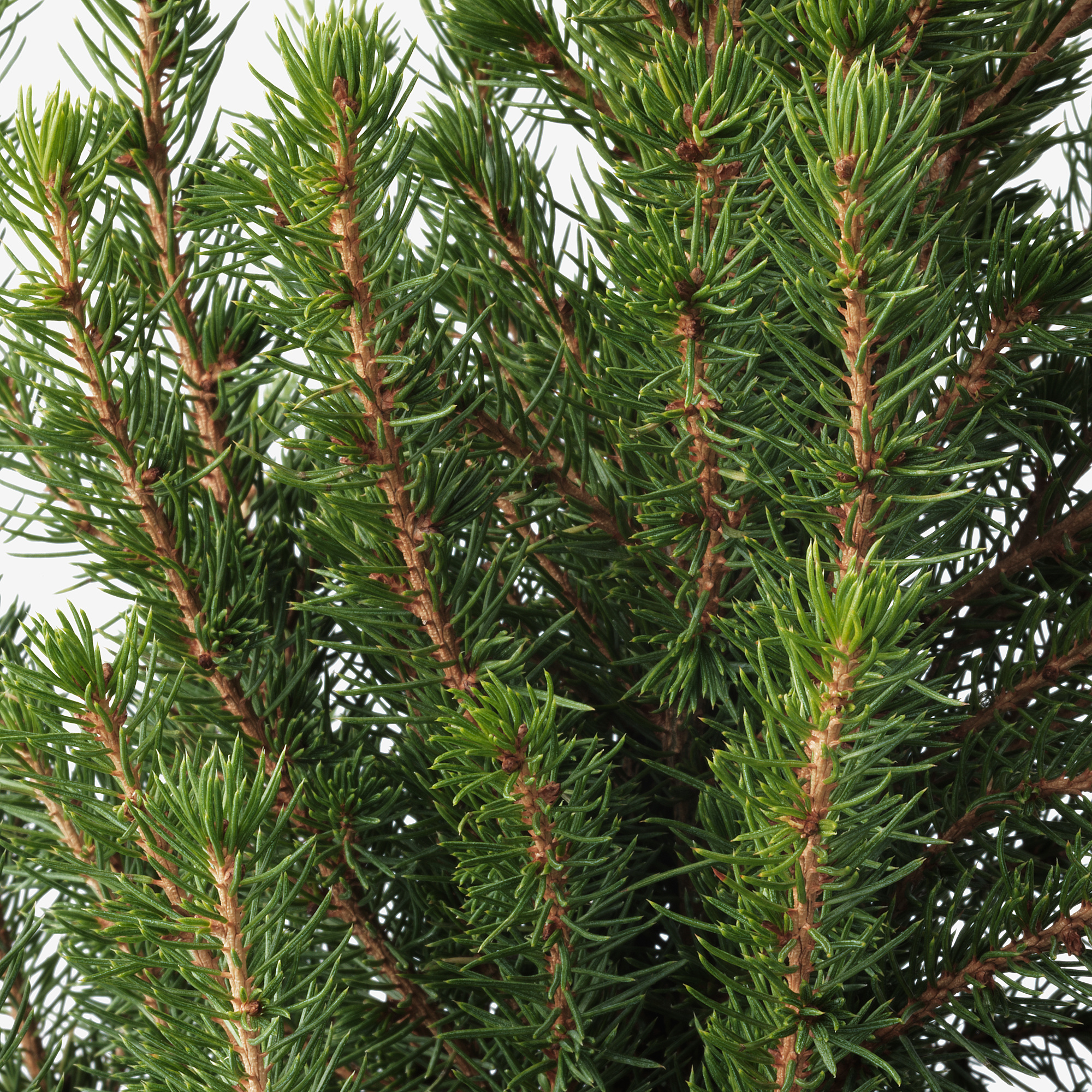 PICEA GLAUCA CONICA potted plant White spruce 15 cm | IKEA Eesti