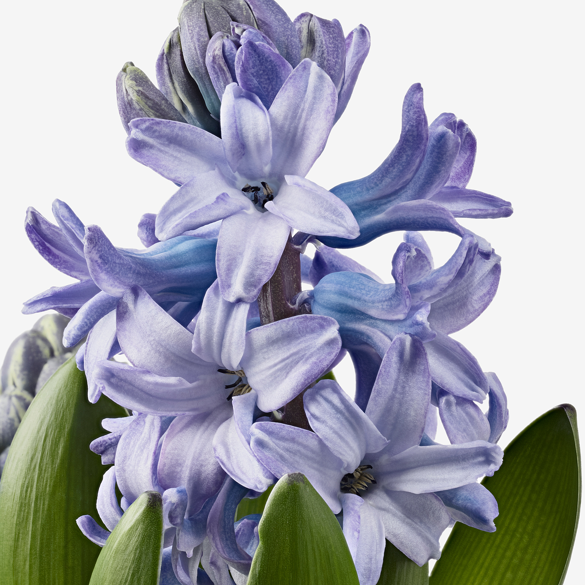 HYACINTHUS potted plant, 3 bulbs Hyacinth assorted colours 12 cm | IKEA ...