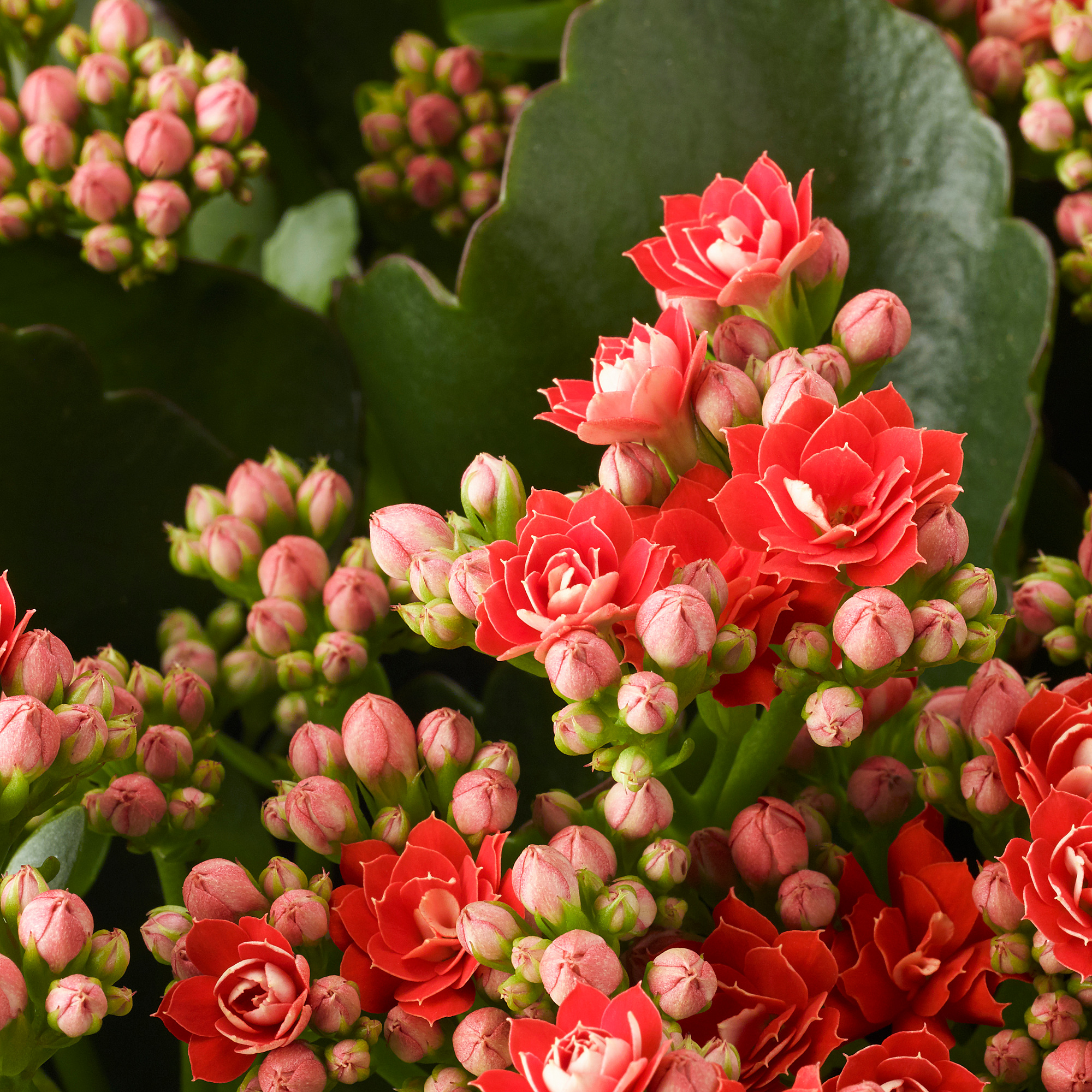 KALANCHOE CALANDIVA potted plant Flaming Katy assorted colours 9 cm ...