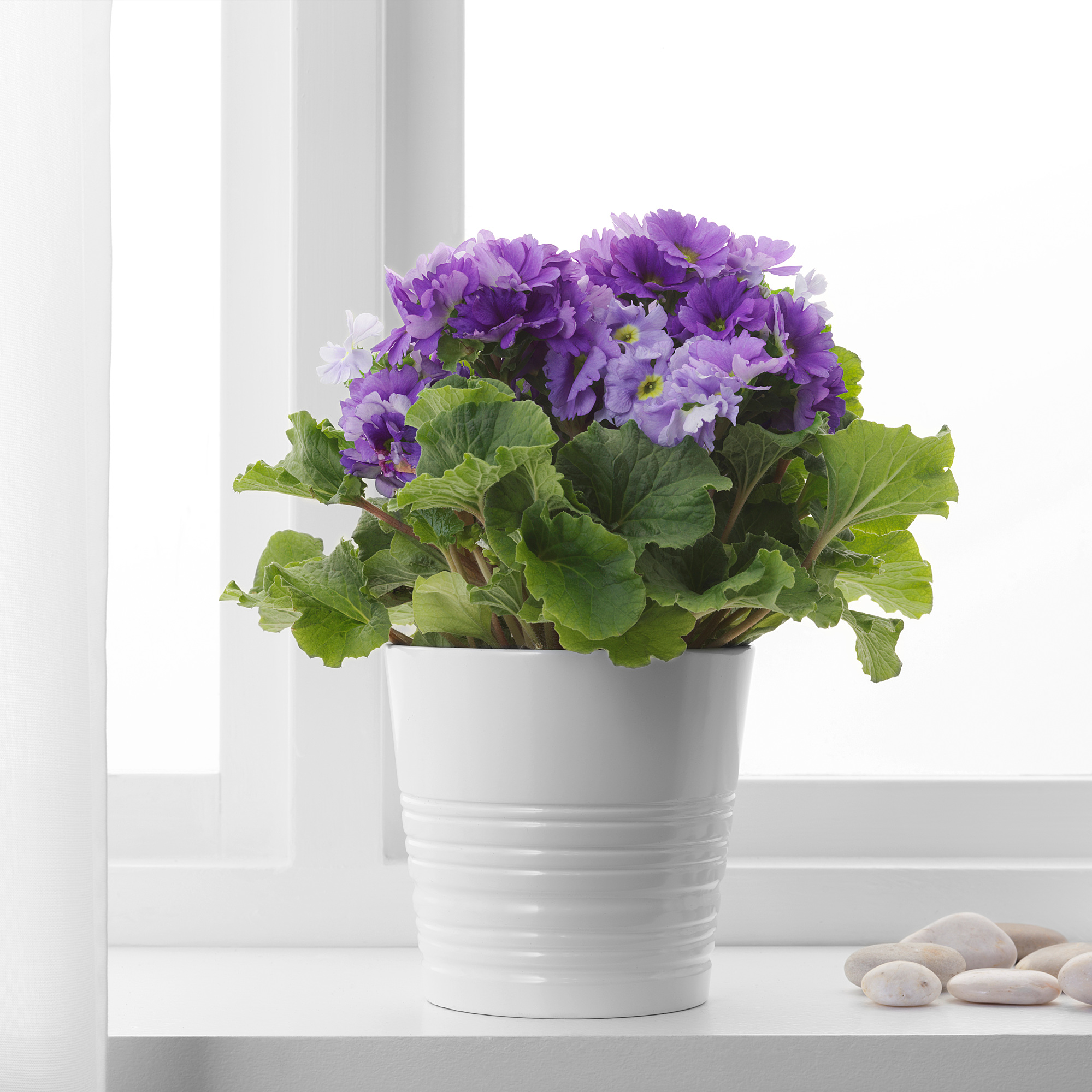 PRIMULA OBCONICA potitaim priimula eri värvid 14 cm | IKEA Eesti