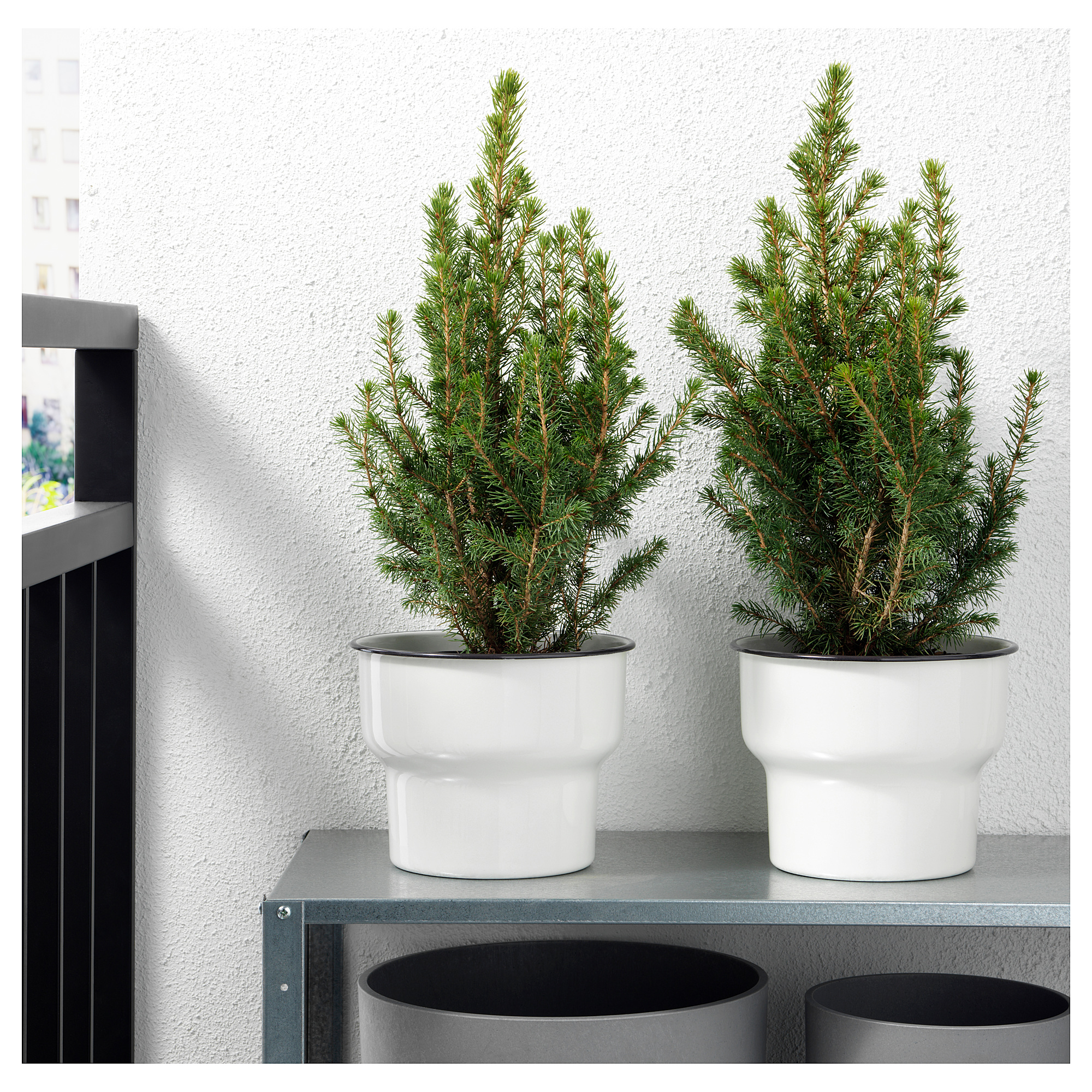 PICEA GLAUCA CONICA potted plant White spruce 15 cm | IKEA Eesti