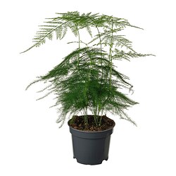 ASPARAGUS SETACEUS vazoninis augalas plunksnašakis smidras | IKEA Lietuva