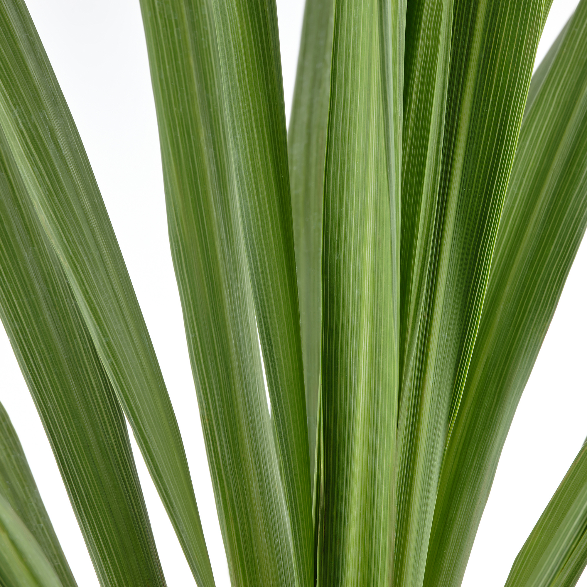 CORDYLINE INDIVISA potted plant Mountain cabbage tree 24 cm | IKEA Eesti