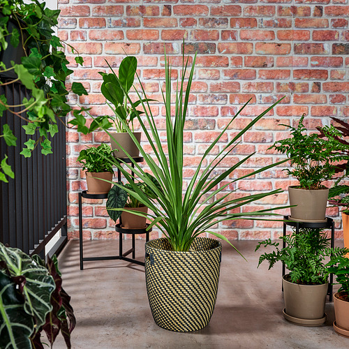 CORDYLINE INDIVISA potted plant Mountain cabbage tree 24 cm | IKEA Eesti
