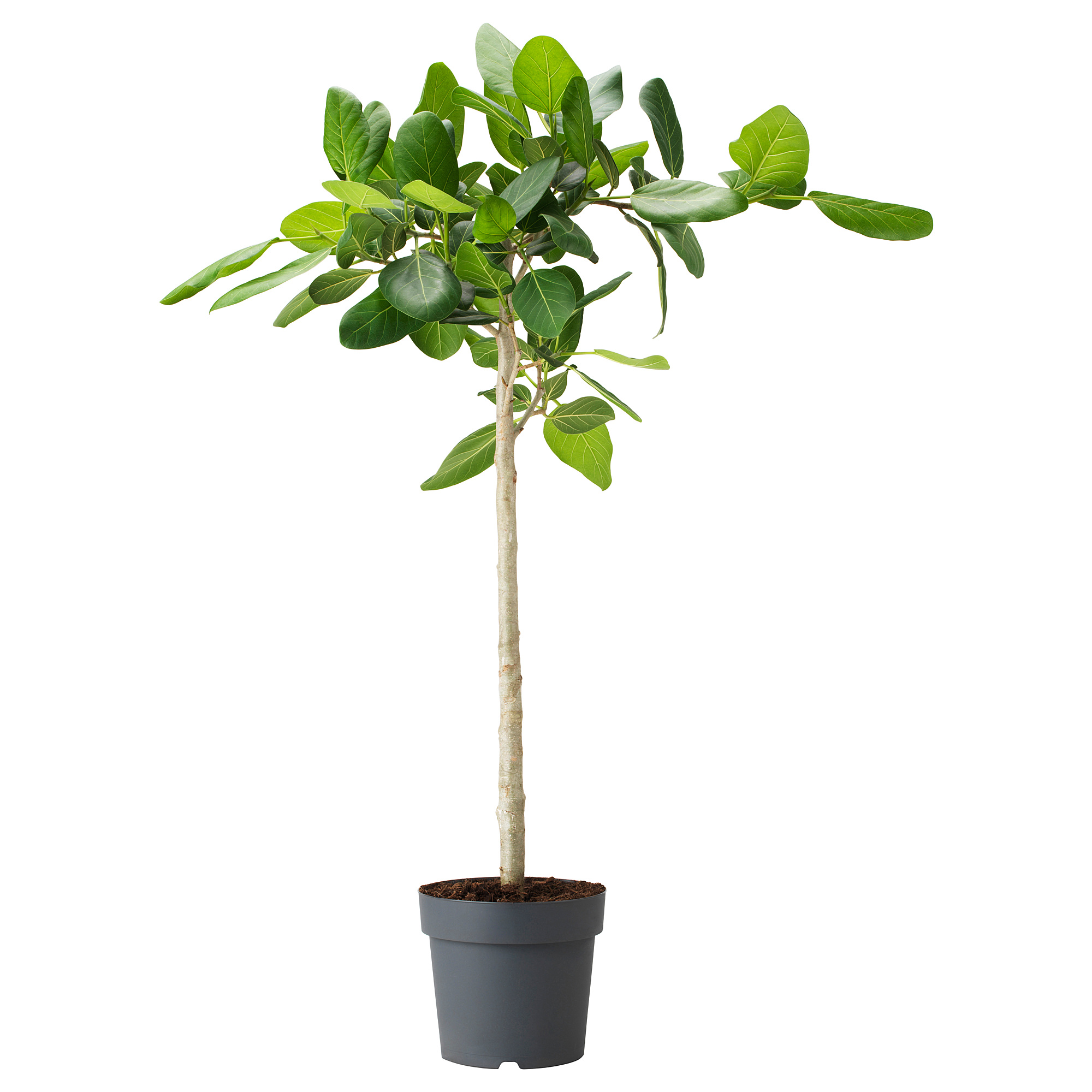 FICUS BENGHALENSIS potted plant banyan 21 cm | IKEA Latvija