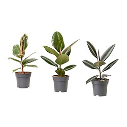 FICUS ELASTICA potted plant assorted 14 cm | IKEA Latvija