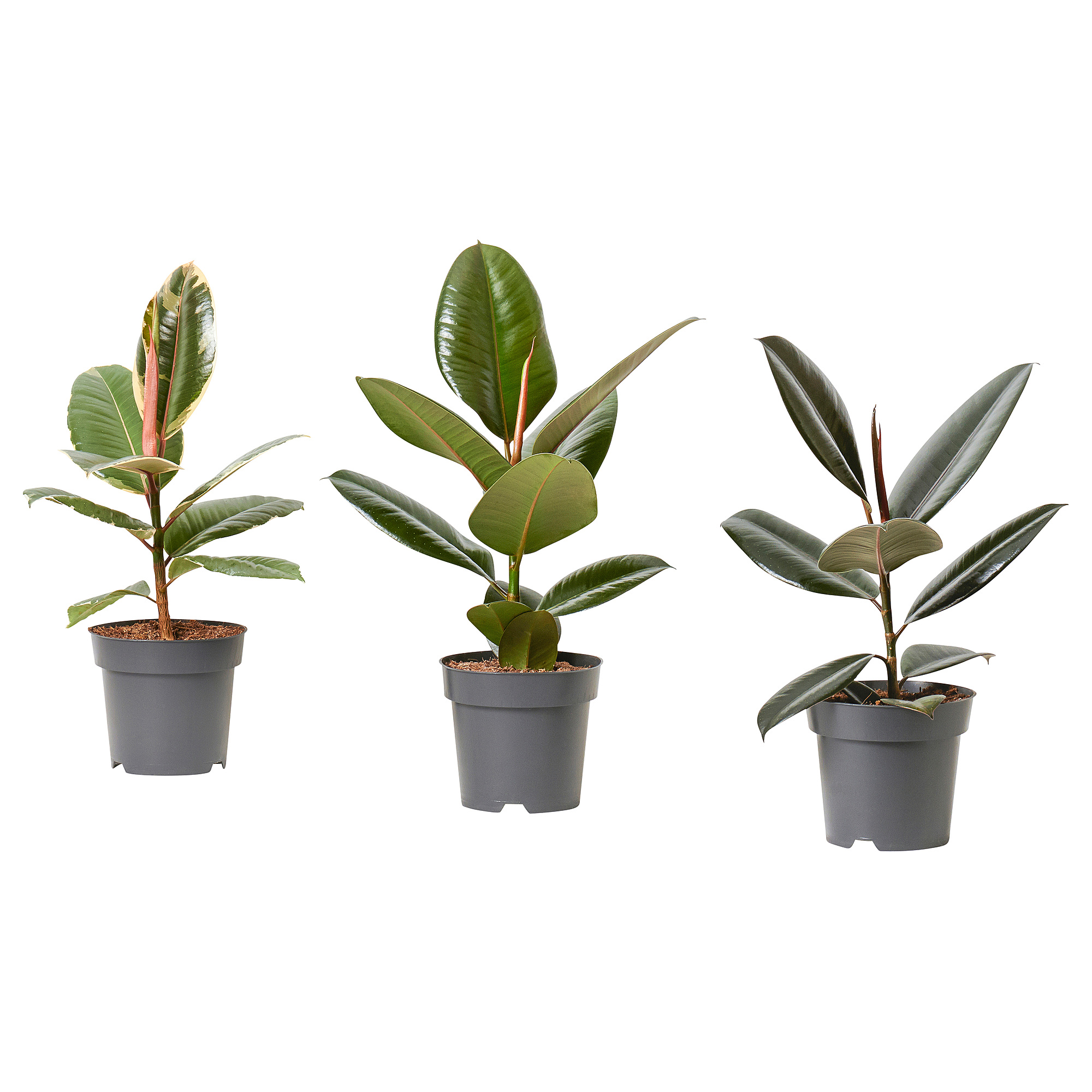 FICUS ELASTICA potted plant assorted 14 cm | IKEA Latvija