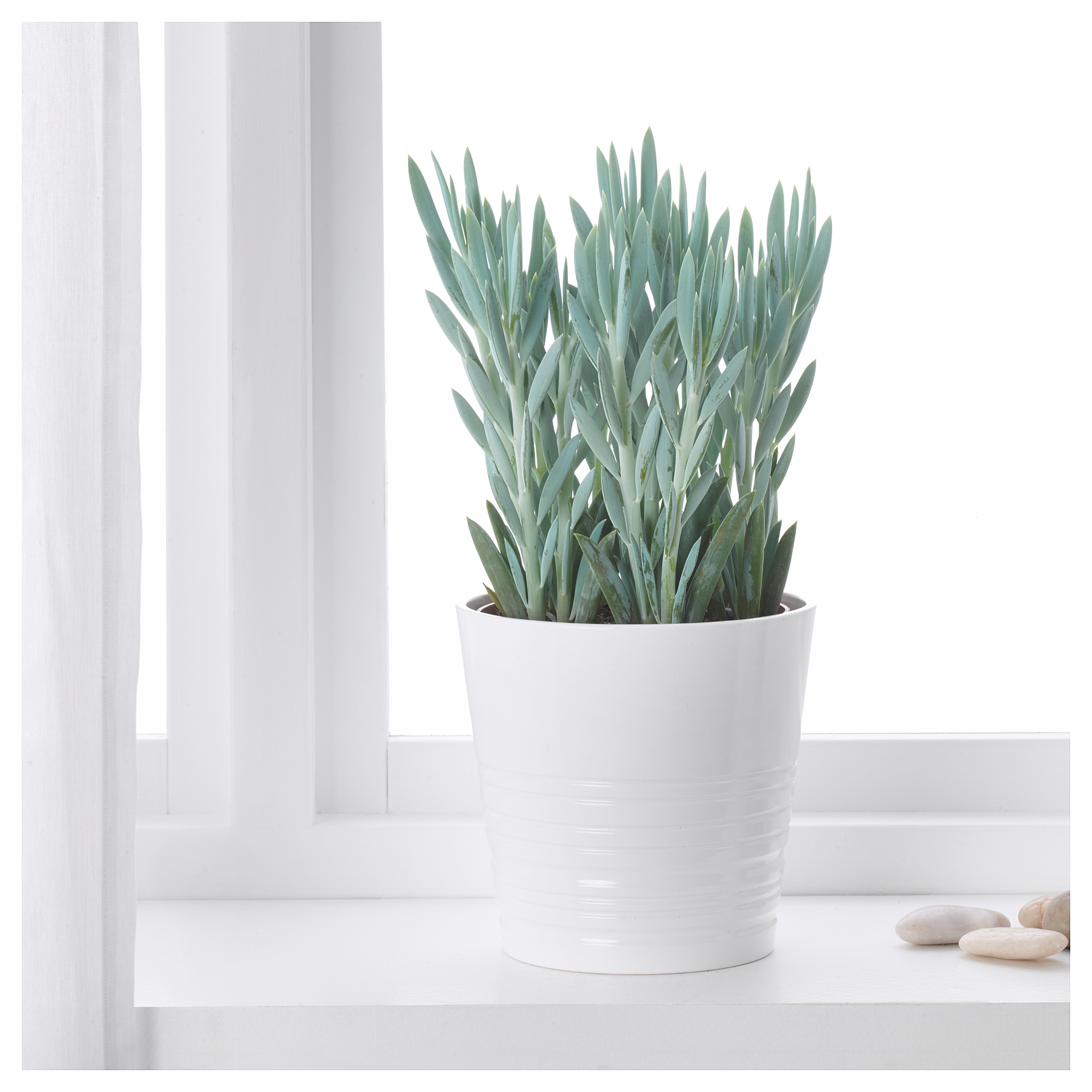 CURIO FICOIDES 'MOUNT EVEREST' potted plant blue Senecio 15 cm | IKEA ...