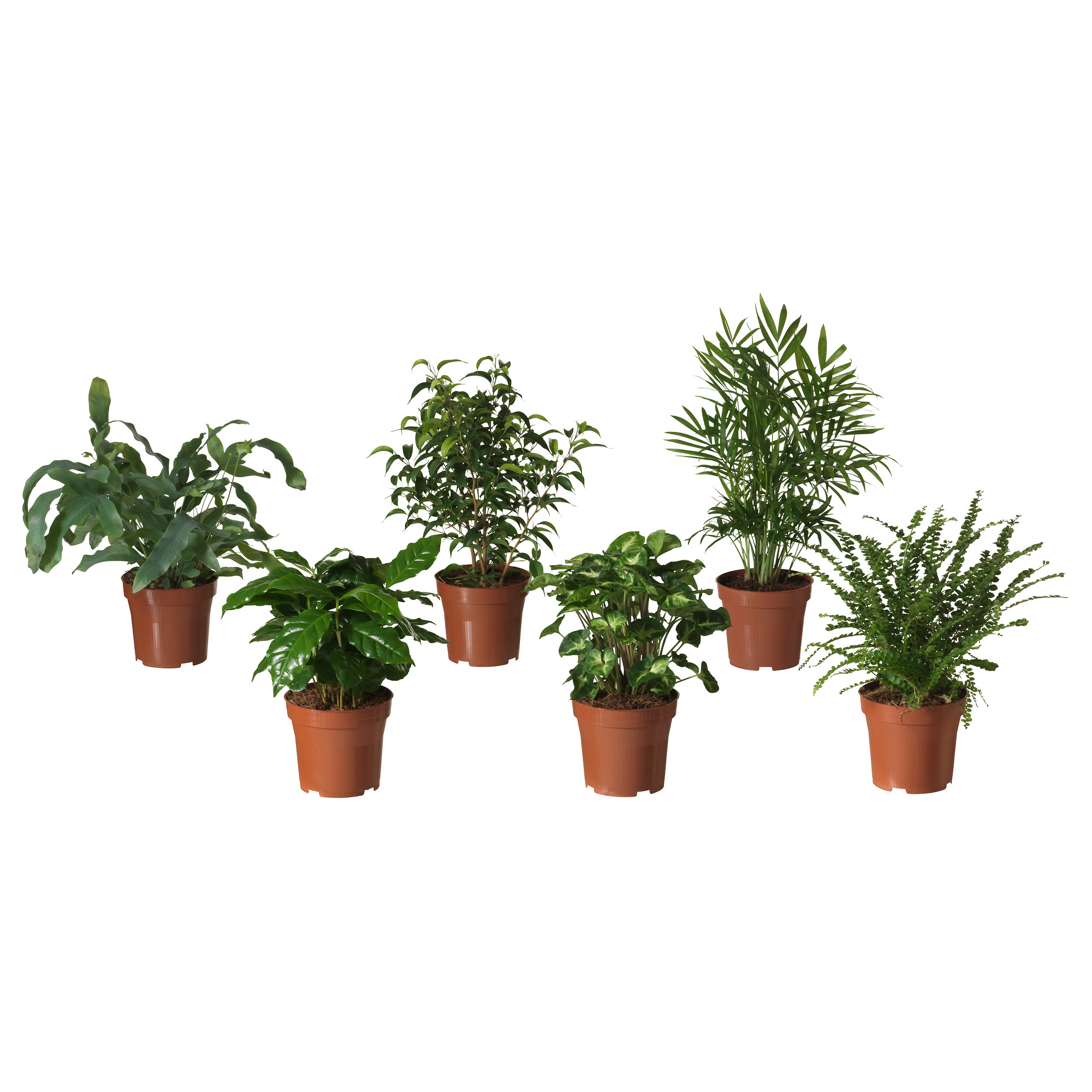 BLADVERK potted plant assorted 12 cm | IKEA Eesti