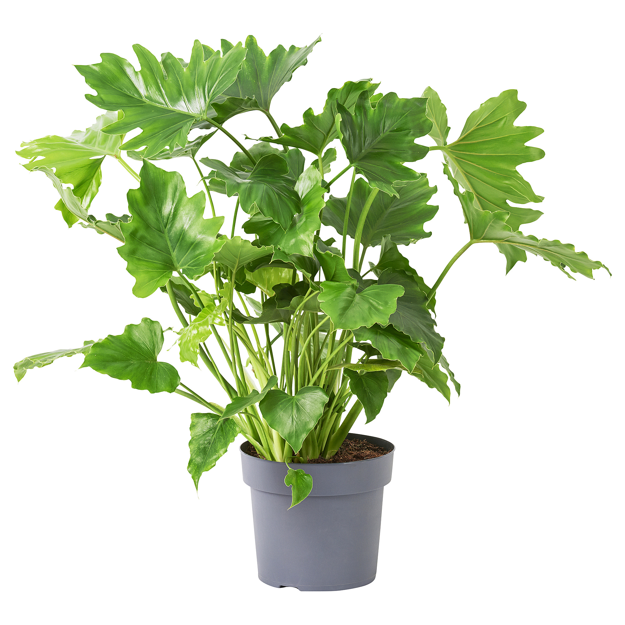 PHILODENDRON potted plant 17 cm | IKEA Lietuva
