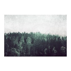 BILD plakāts Koku galotnes | IKEA Latvija