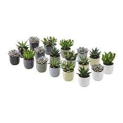 SUCCULENT potitaim potiga sukulent erinevad värvid | IKEA Eesti