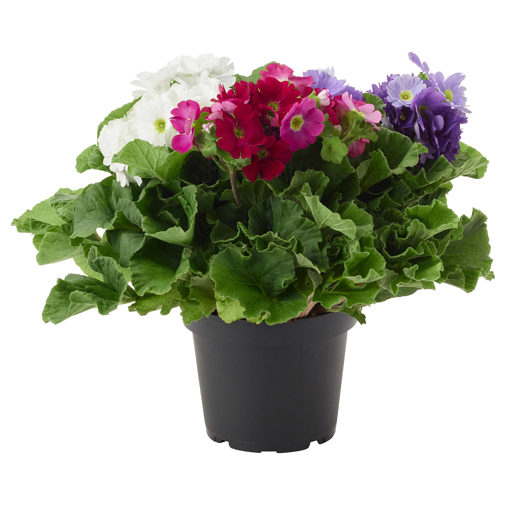 PRIMULA OBCONICA potitaim priimula eri värvid 14 cm | IKEA Eesti