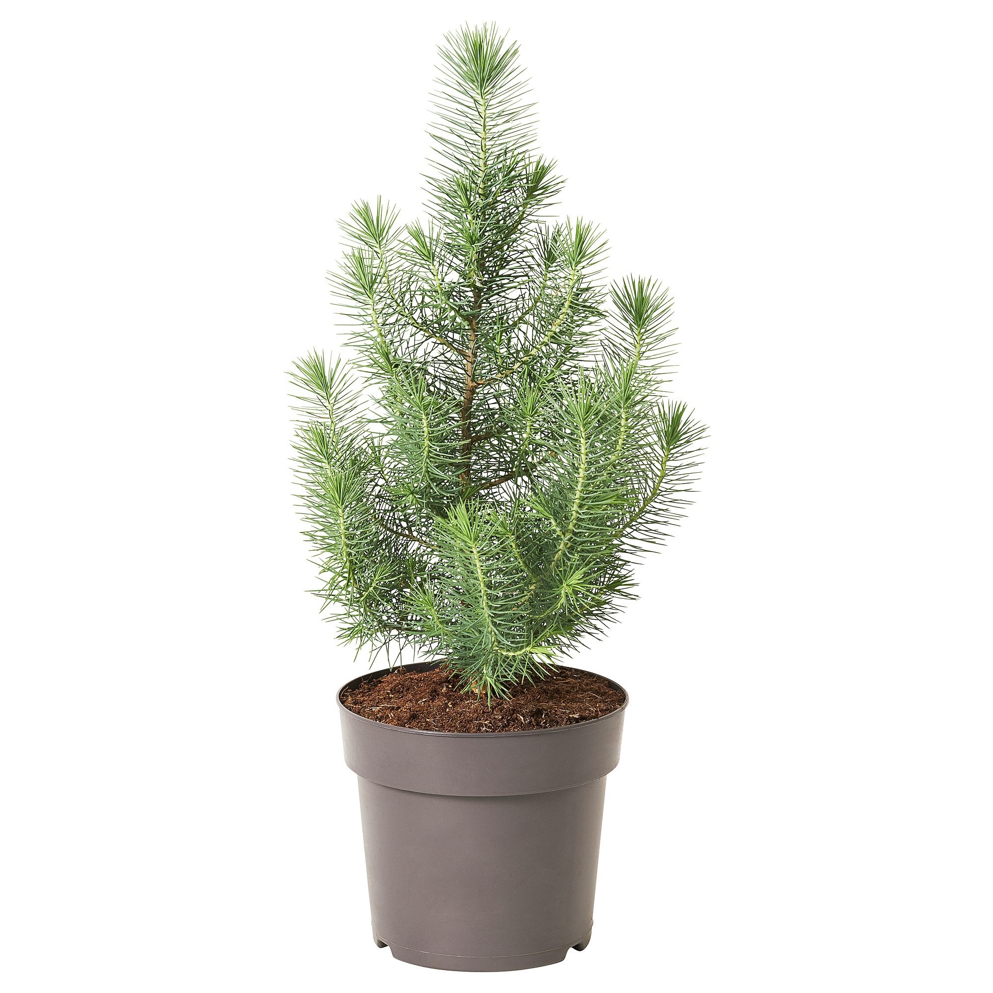 PINUS PINEA potted plant | IKEA Latvija