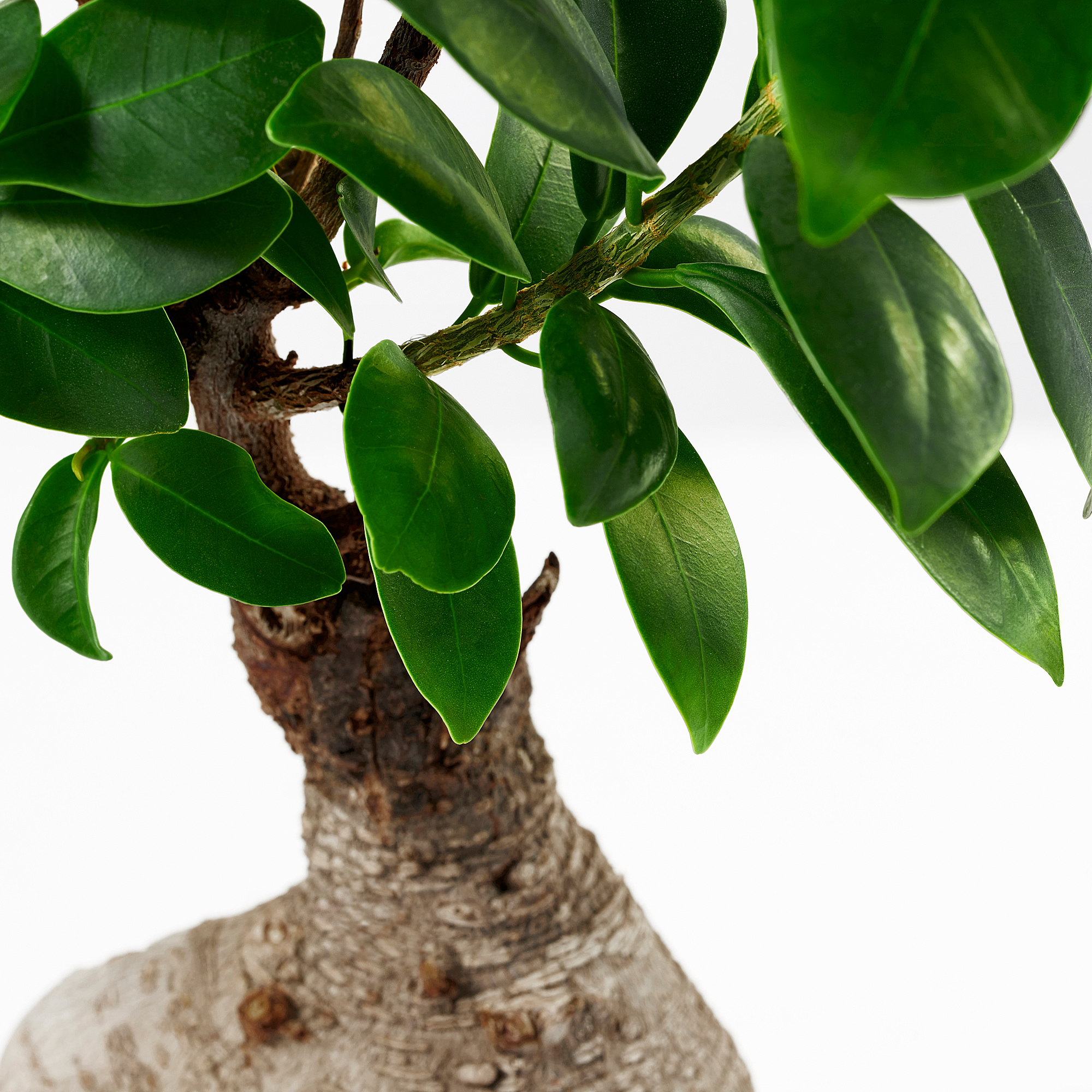 FICUS potitaim potiga bonsai/eri värvid 14 cm | IKEA Eesti