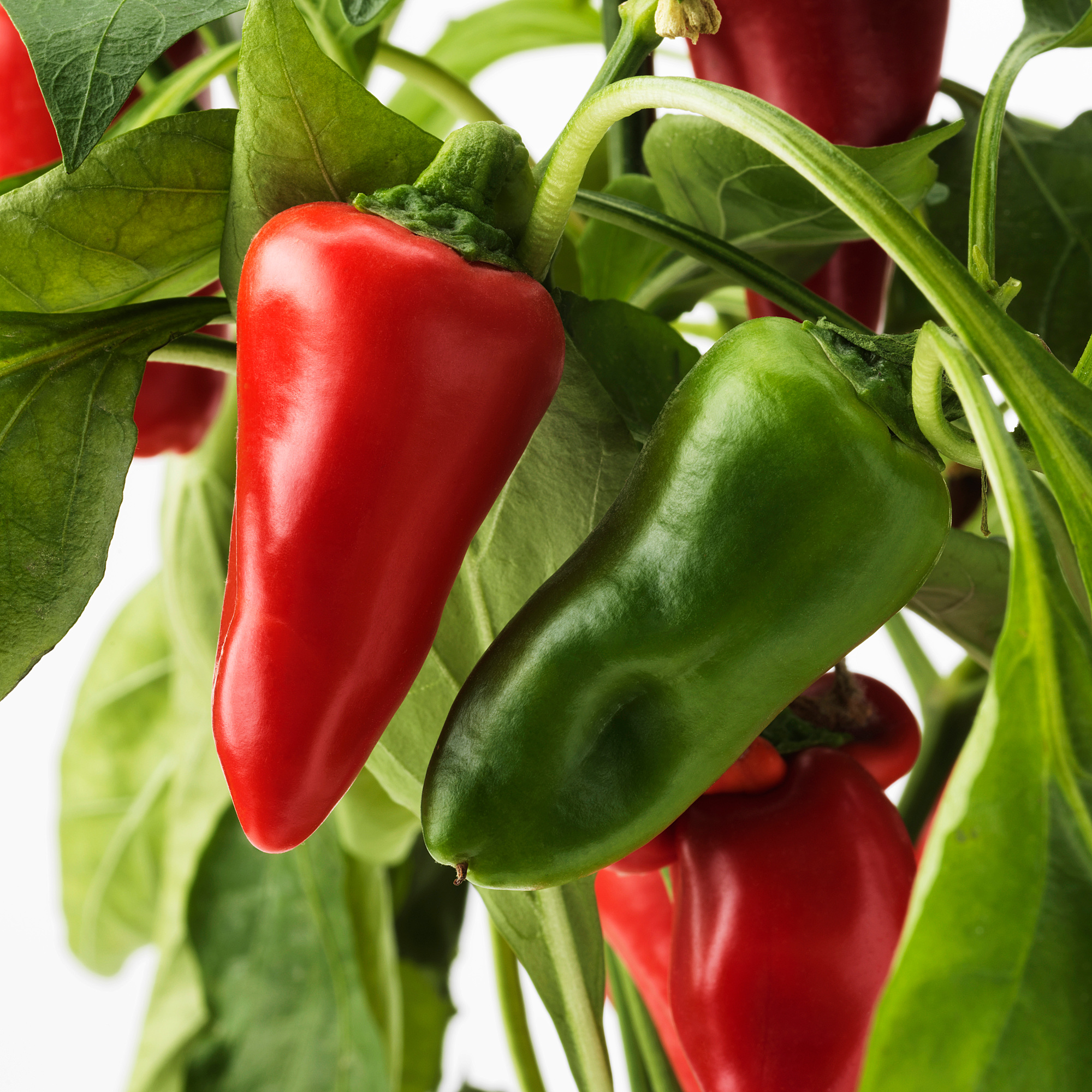 CAPSICUM ANNUUM vazoninis augalas saldžioji paprika įvairūs 14 cm ...