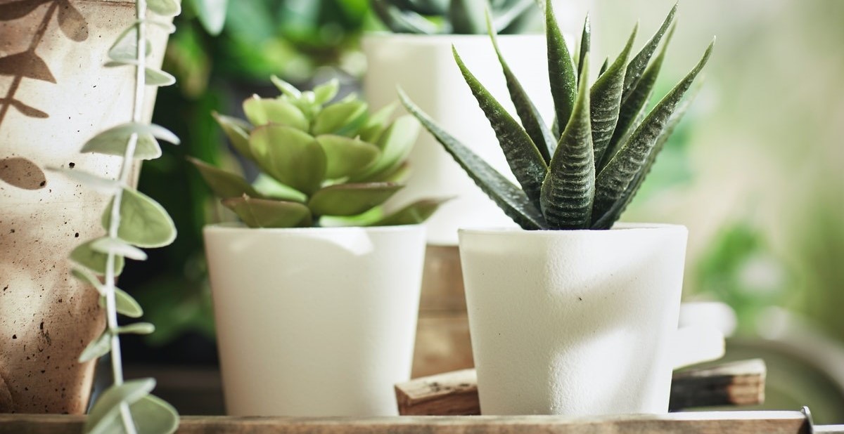 Mākslīgie augi | IKEA Latvija